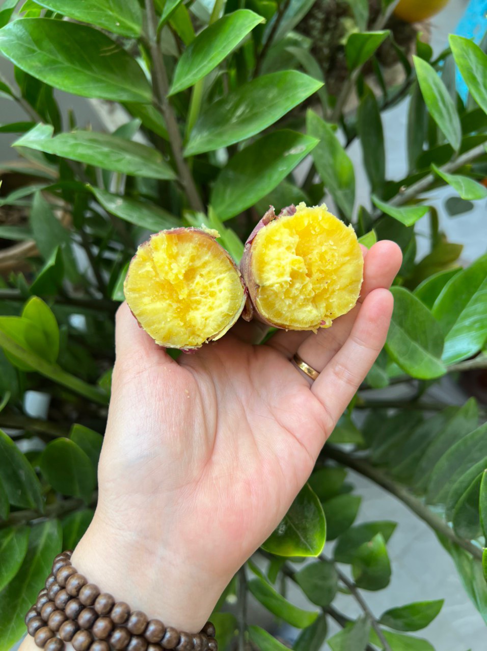 khoai lang nhật xuất khẩu, bán khoai lang nhật xuất khẩu, chuyên cung cấp khoai lang nhật xuất khẩu